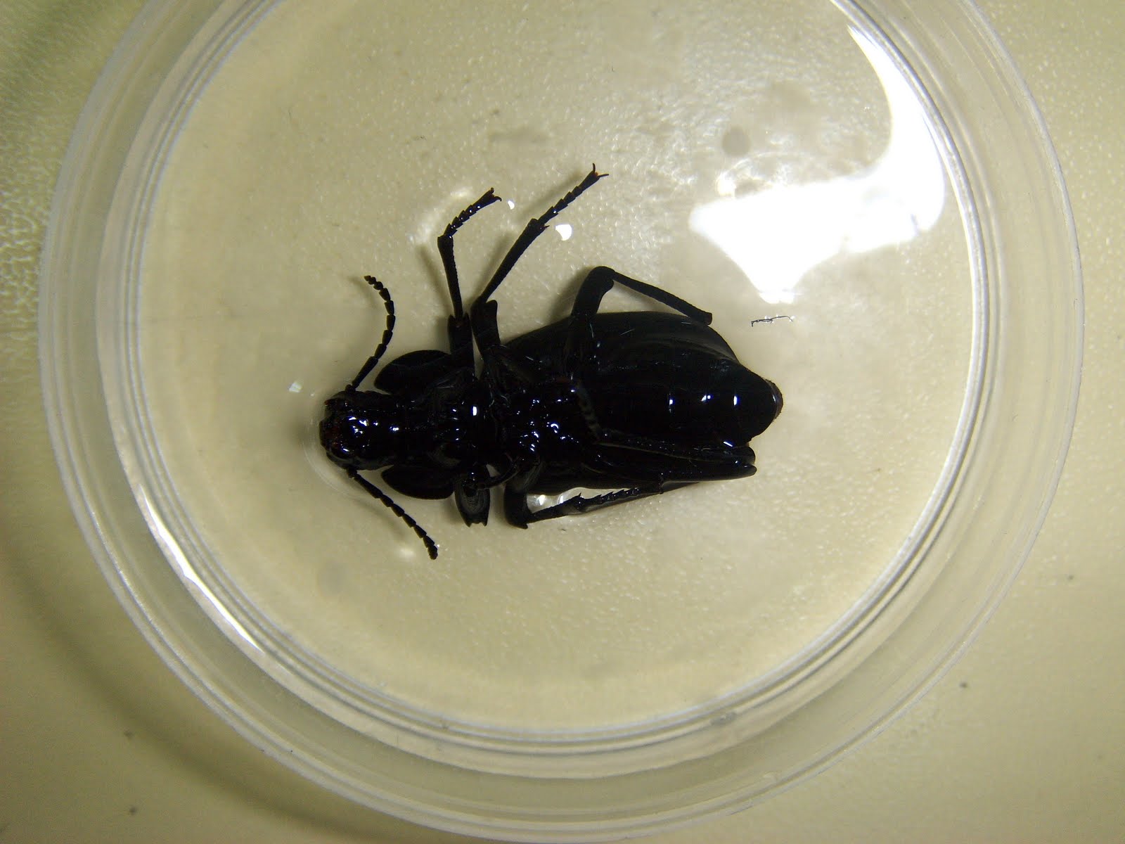 ANADOLU BİYOLOJİ: Arthropoda Lab. Fotoğrafları / Carabus sp. (Kara Fatma)