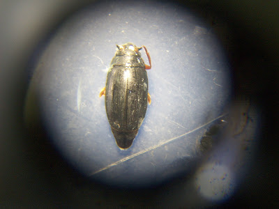ANADOLU BİYOLOJİ: Arthropoda Lab. Fotoğrafları / Gyrinus sp. (Su Serserisi)