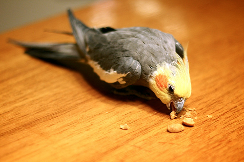 Cockatielife Your Complete Cockatiel Source