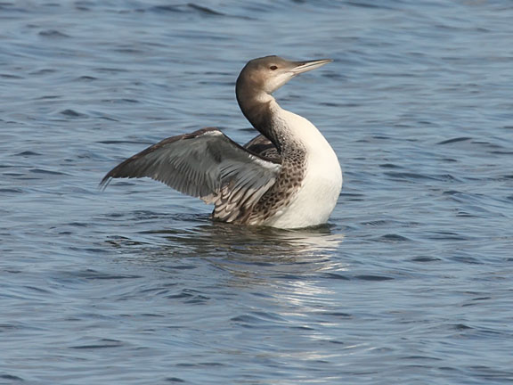 Ecobirder: Immature Common Loon