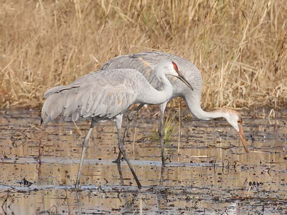 Ecobirder: Target: Sandhill Cranes