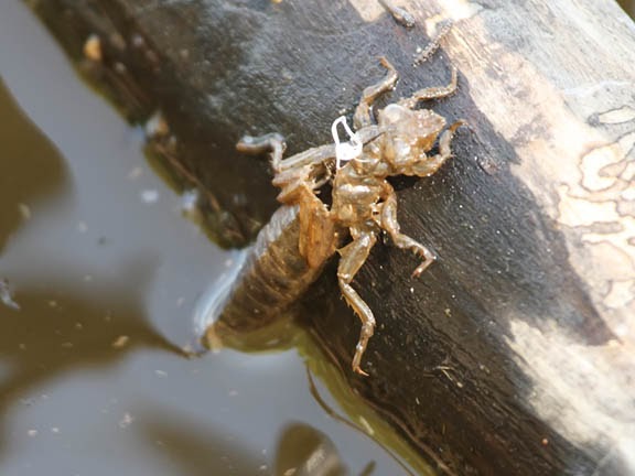 Ecobirder: Dragonfly Incomplete Metamorphosis