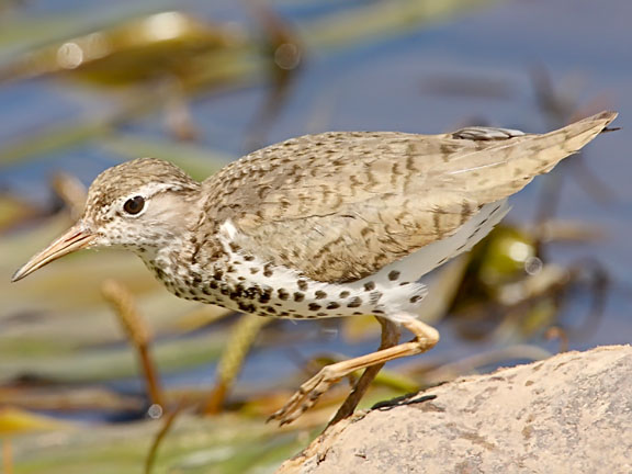 Ecobirder: Spotted Sandpiper