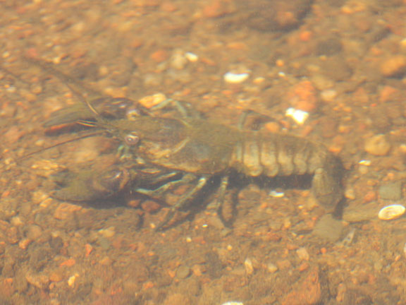 GC7Z9M5 Critters (Unknown Cache) in Wisconsin, United States created by ...