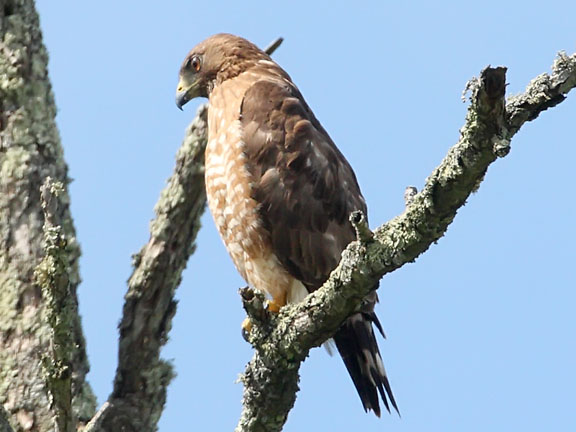 Ecobirder: Red-shouldered Hawk
