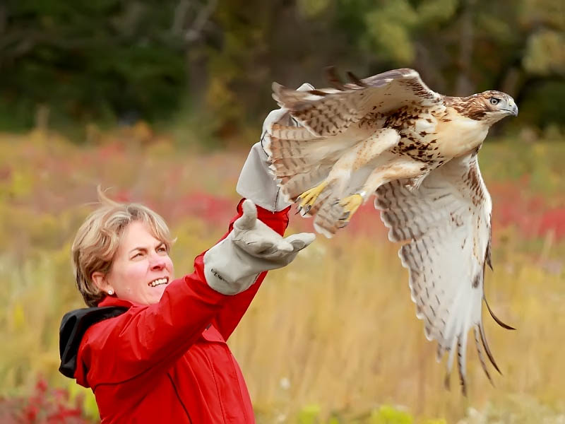 Ecobirder: TRC Fall Raptor Release