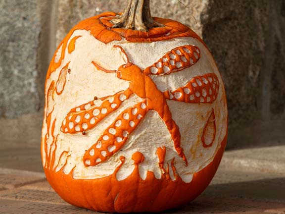 Ecobirder: A Visit to Crex Meadows.