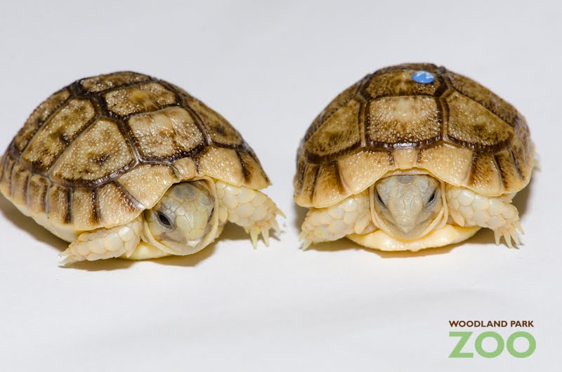 Tiny endangered Egyptian tortoises hatch