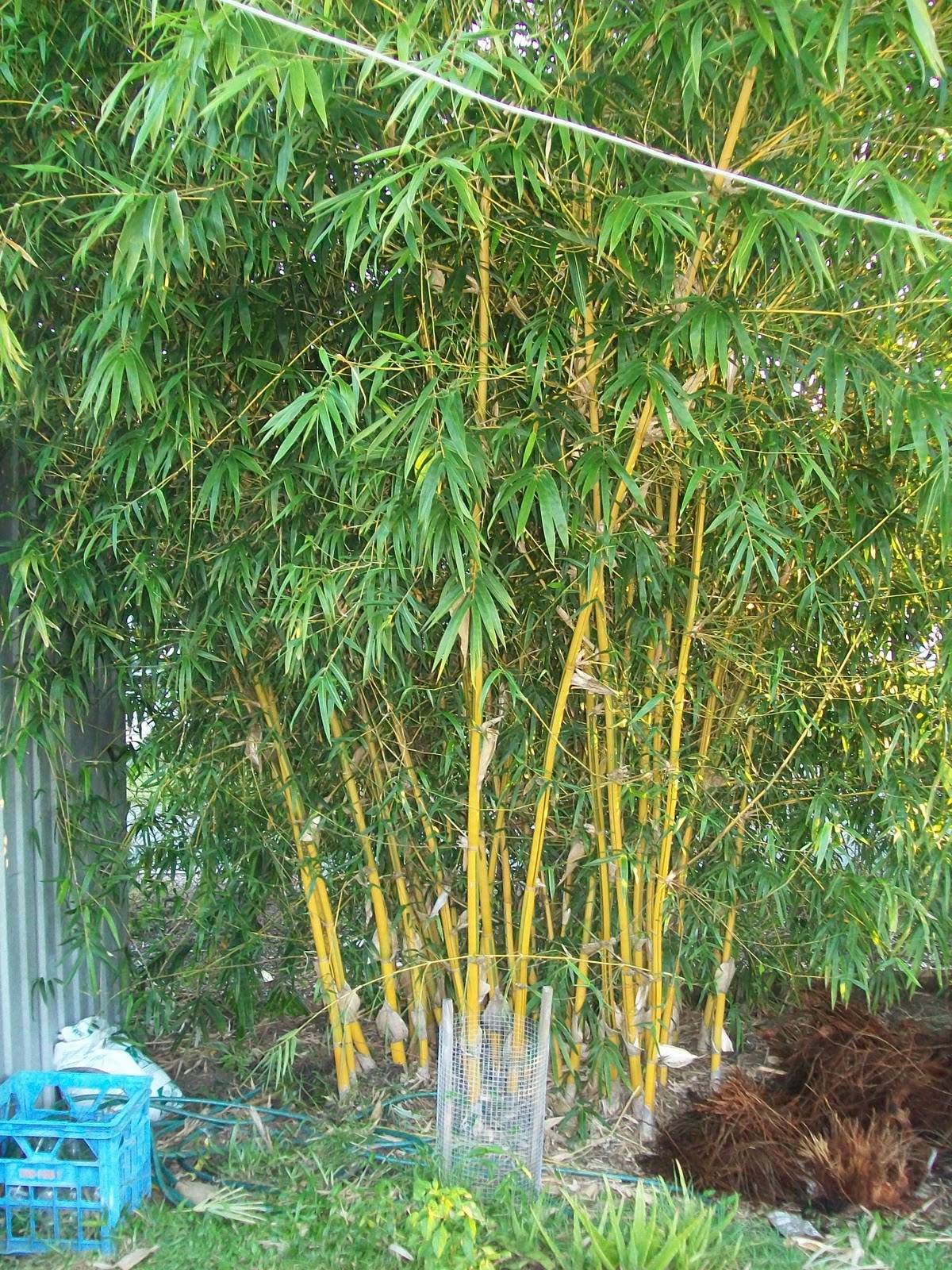 In the Life of Tiffany Watson: Clumping Bamboo (that's right I said ...