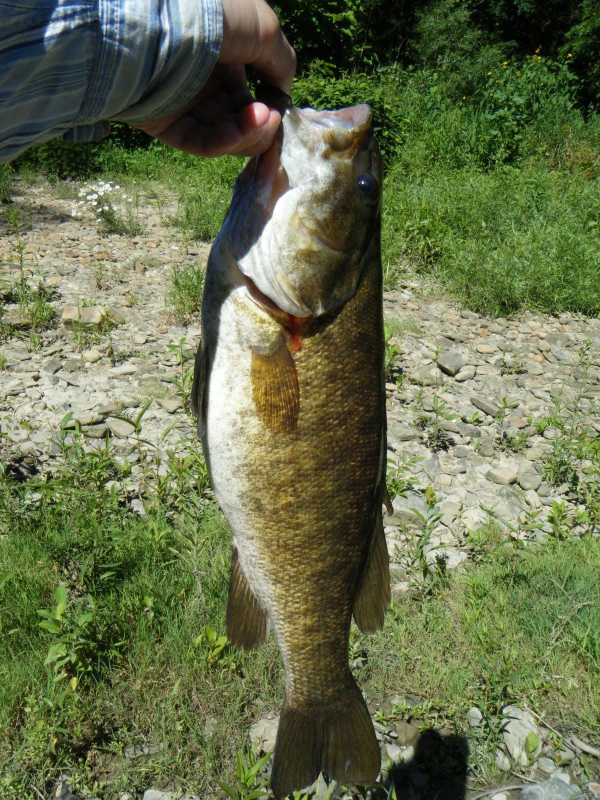 Fishing Adventures: Big Bass!!!