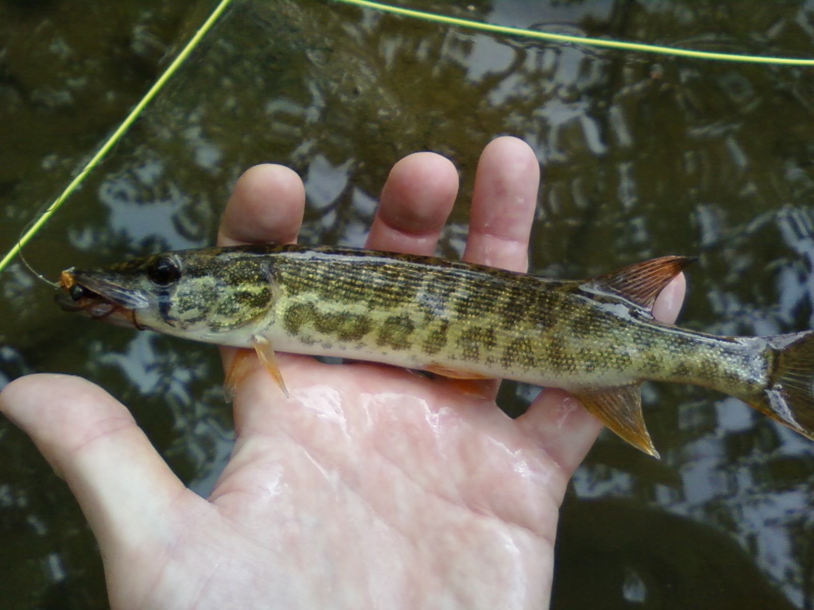 Fishing Adventures: Fall Round Up