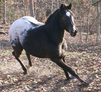 Horses: Colorado Ranger Horse