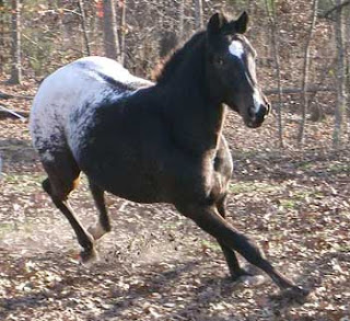 Horses: Colorado Ranger Horse