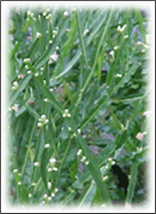 Terra Nostra: CARQUEJA - Baccharis trimera