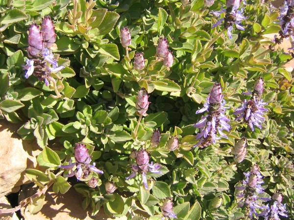 Terra Nostra: NEOCHILUS - Plectranthus neochilus