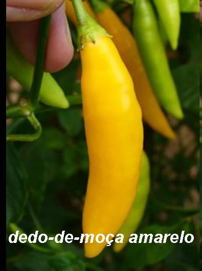 Terra Nostra: CAPSICUM BACCATUM VARIEDADES