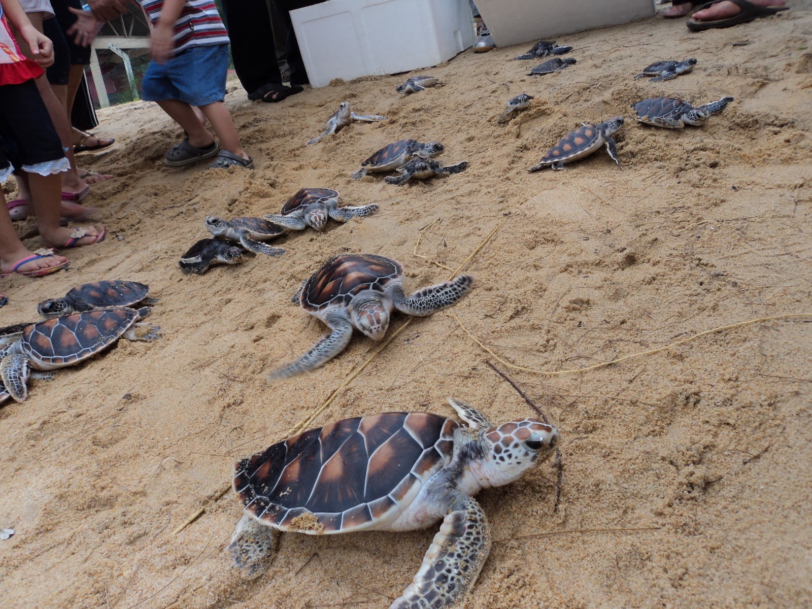 Kuantan City Lions: Turtle Conservation