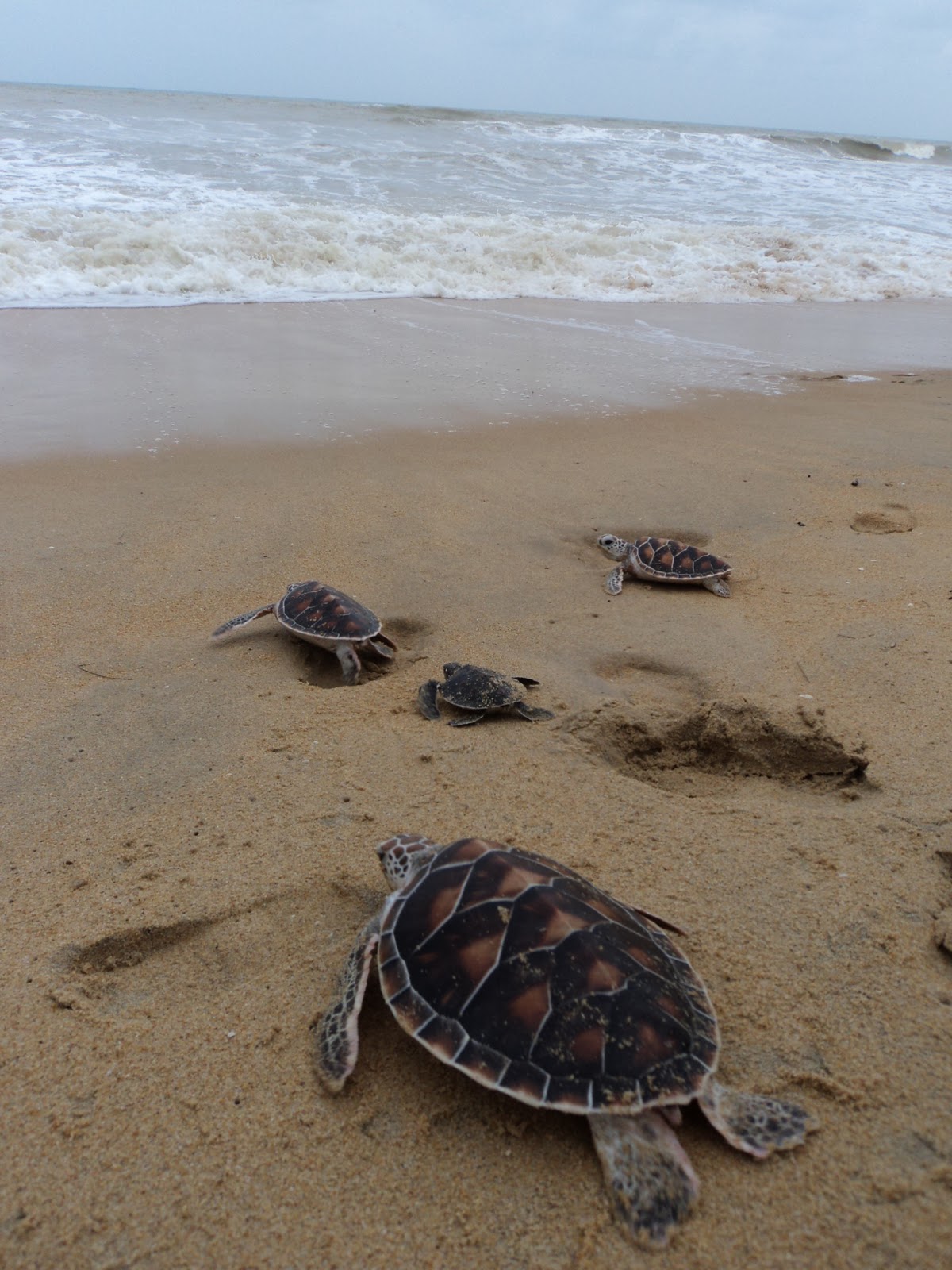 Kuantan City Lions: Turtle Conservation