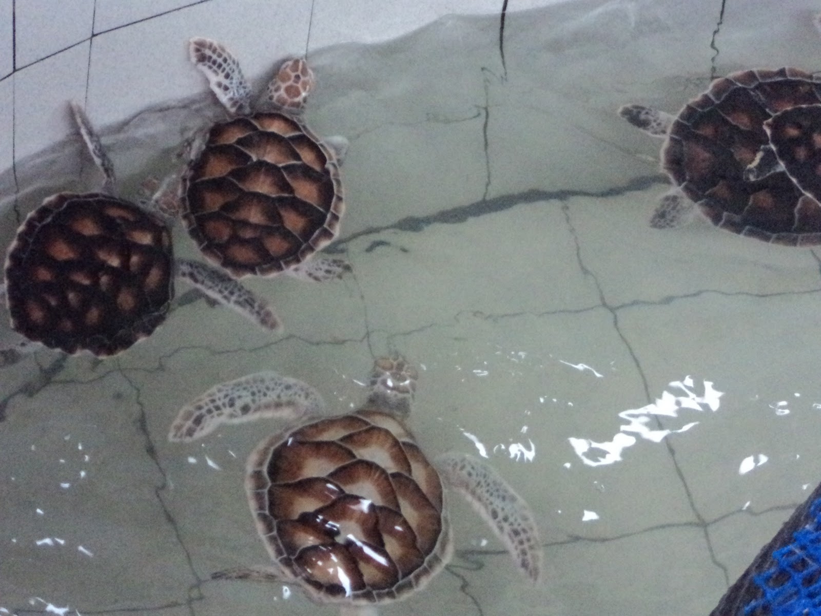 Kuantan City Lions: Turtle Conservation