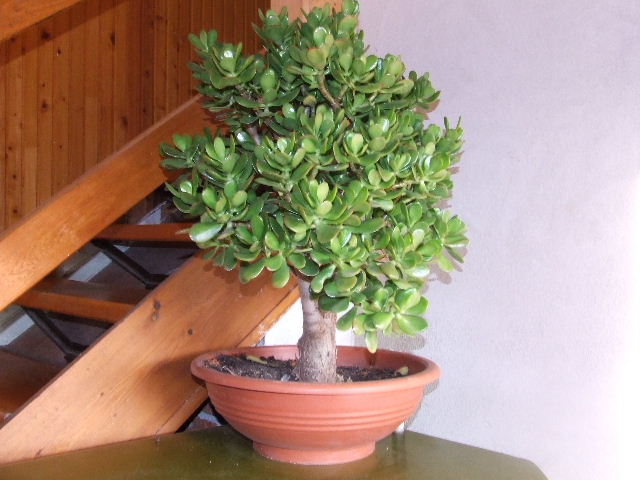 kisbatiz: Pozsgafa,majomfa...