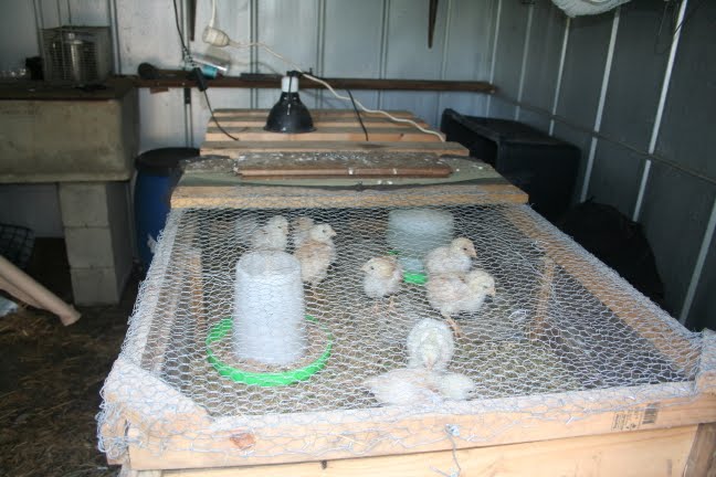the natural chicken: Cold brooding chicks...