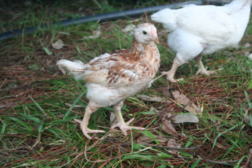 the natural chicken: Malay ISA... Crossing for dual purpose.