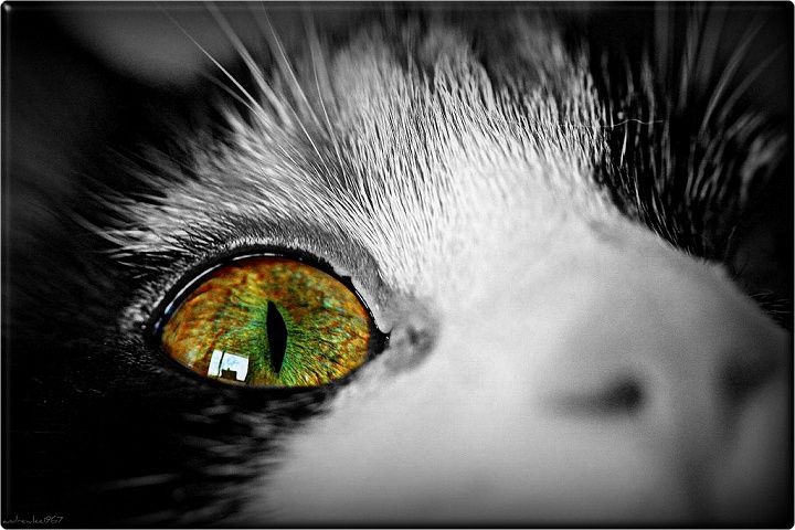 Kate's Digital Imaging Blog: Macro Examples