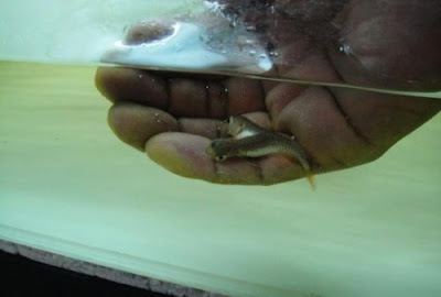 Amazing Two Headed Fish - FunKingdom