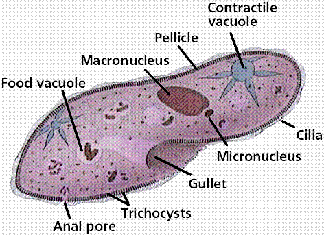 Protist