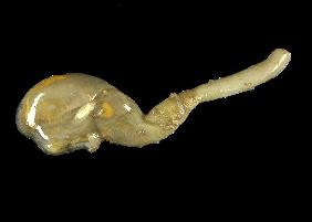 The World of Mollusca: Aplacophora