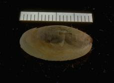 The World of Mollusca: Monoplacophora