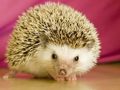 How does a hedgehog look without spines (5 pics)