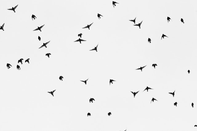 Birds in Flight - Masqueman Creative | Graphic Design & Photography ...