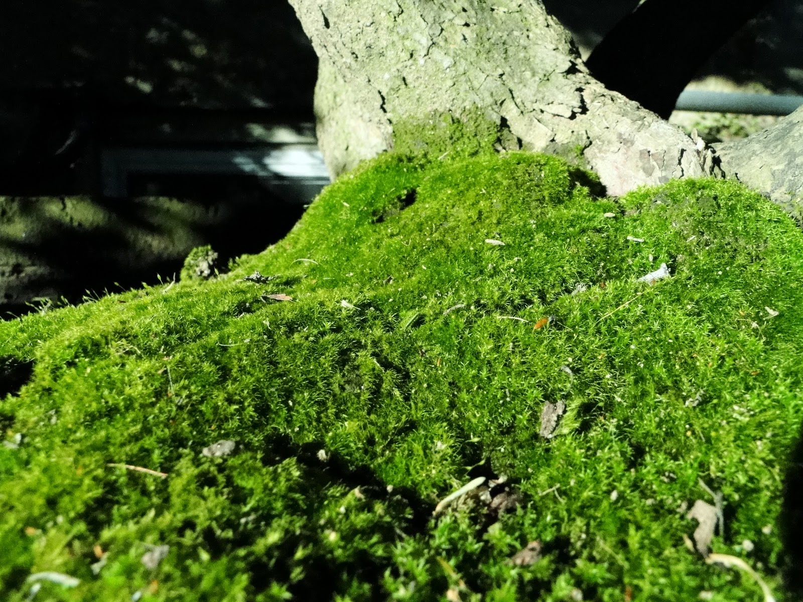 A Little Bit of British from Across The Pond: Moss in the Morning