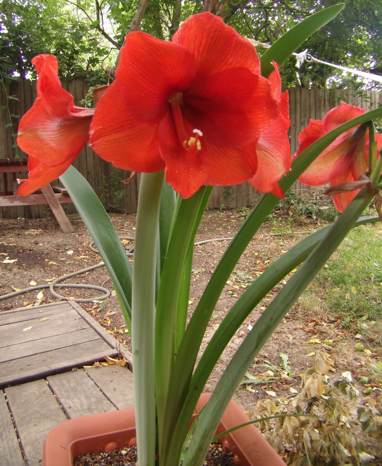 Red Amaryllis ~ The Dias Family Adventures