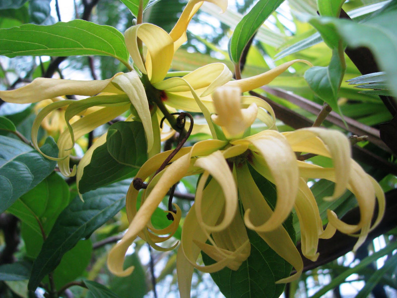 madisyak.blogspot: KENANGA