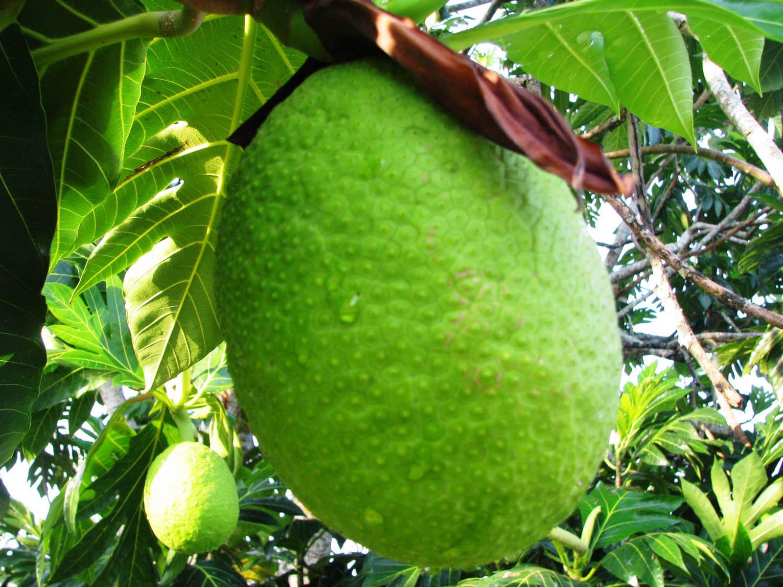 madisyak.blogspot: BUAH SUKUN