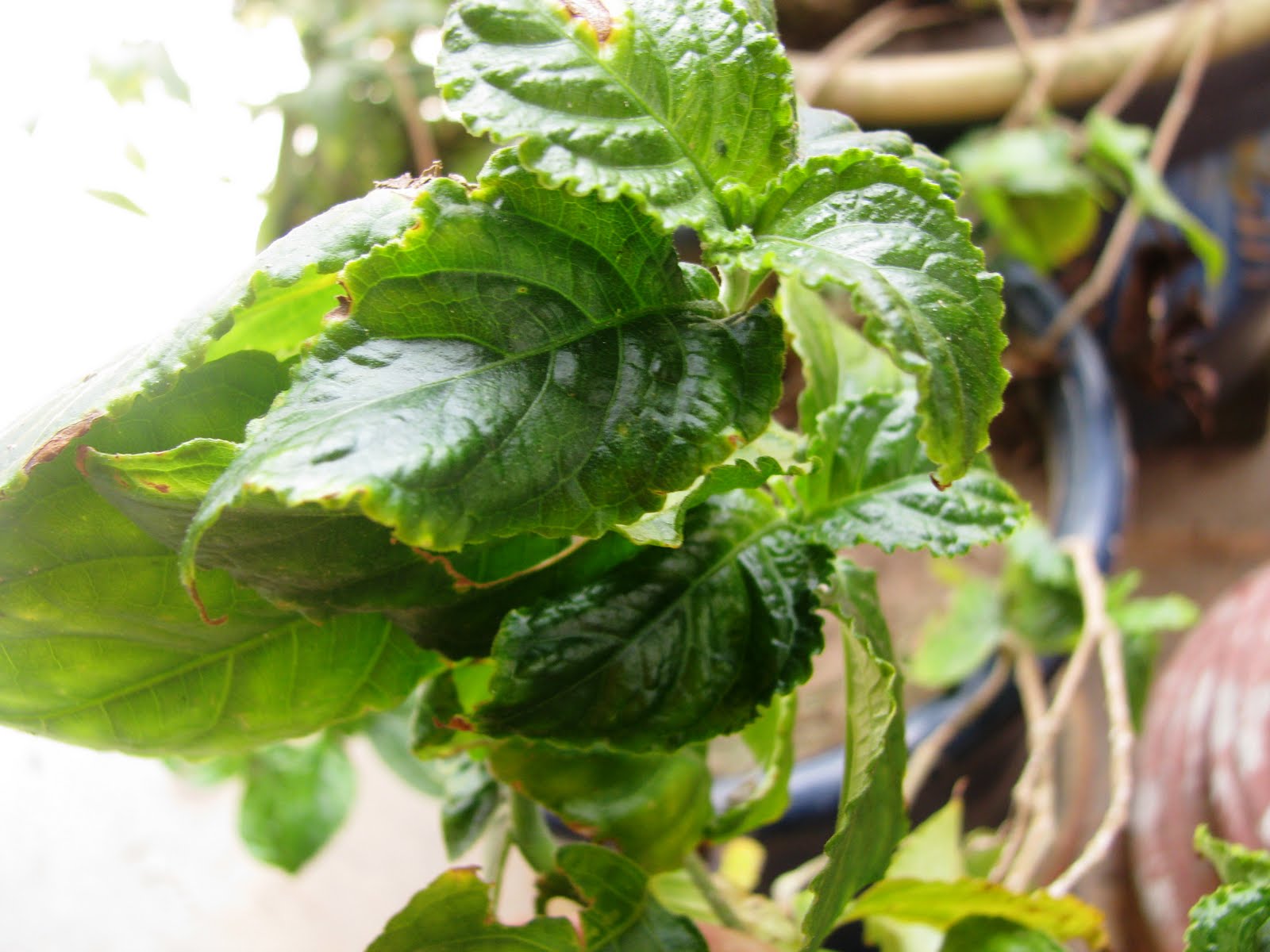 madisyak.blogspot: POKOK NILAM