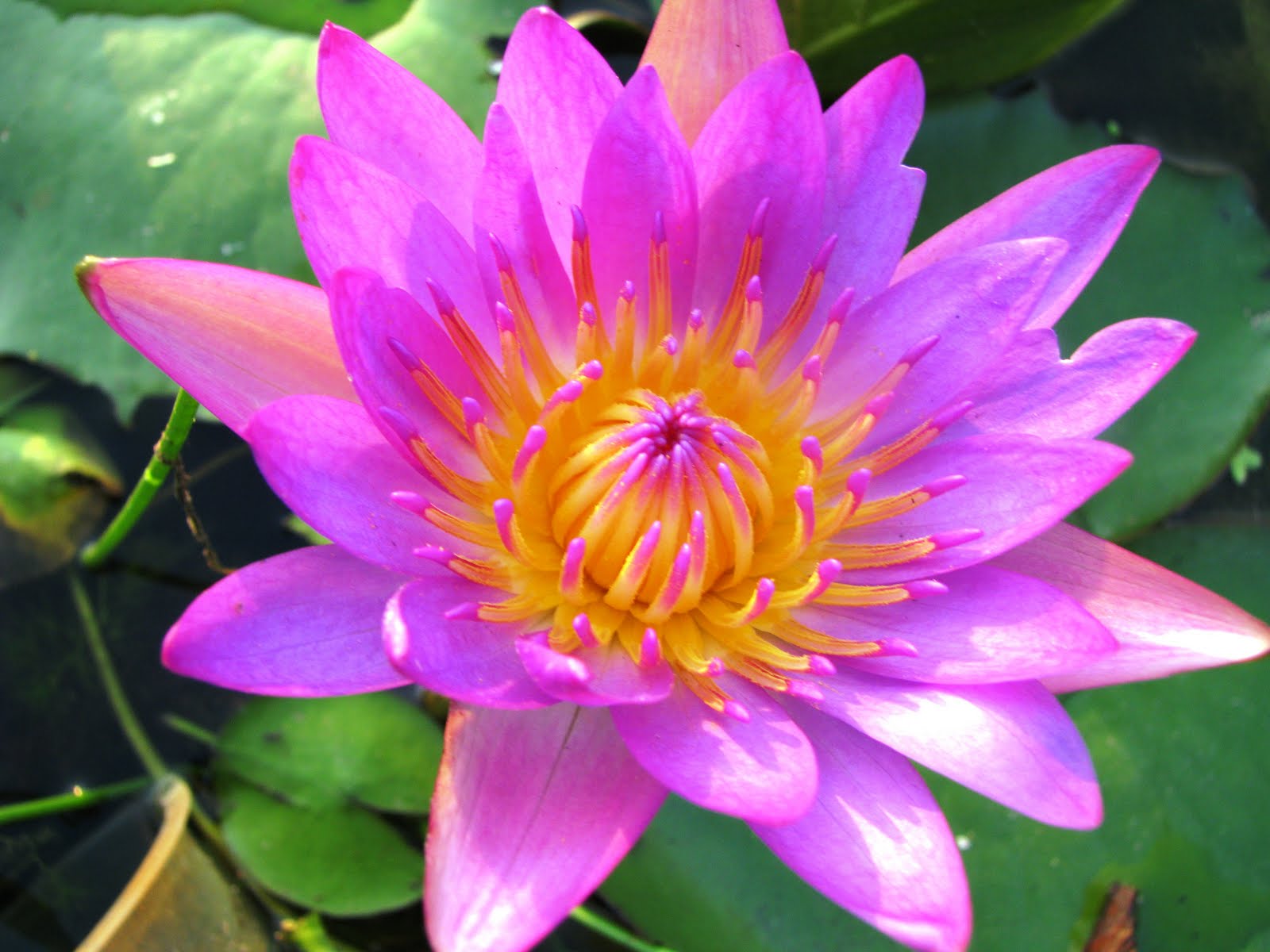 Dari Lensa Kelabu: BUNGA TERATAI DAN TELIPOK