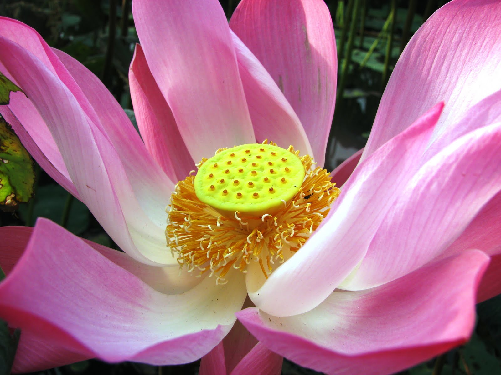 Telipok - JungleKey.in Image