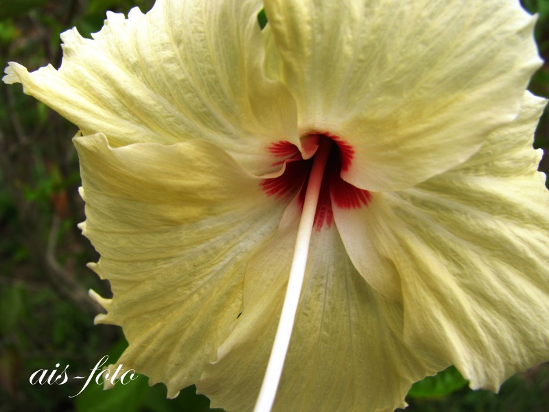 Dari Lensa Kelabu: BUNGA RAYA KUNING