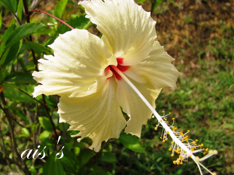 Dari Lensa Kelabu: BUNGA RAYA KUNING