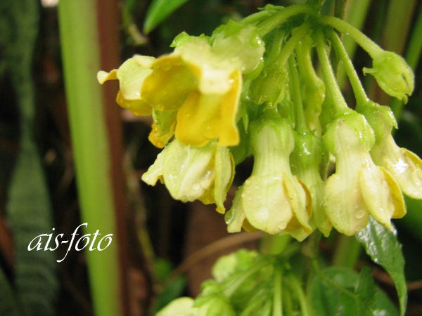 Dari Lensa Kelabu: BUNGA TONGKENG
