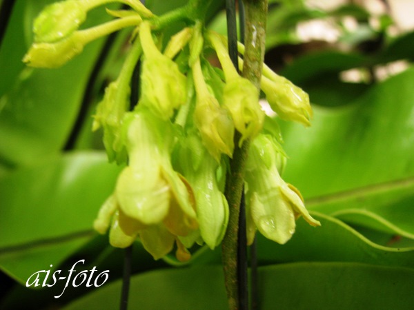 Dari Lensa Kelabu: BUNGA TONGKENG