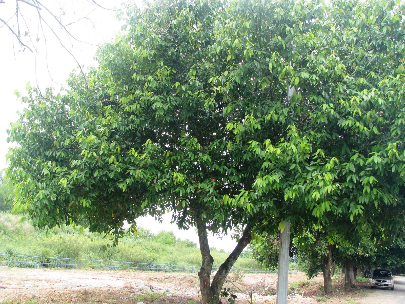 madisyak.blogspot: TEJA