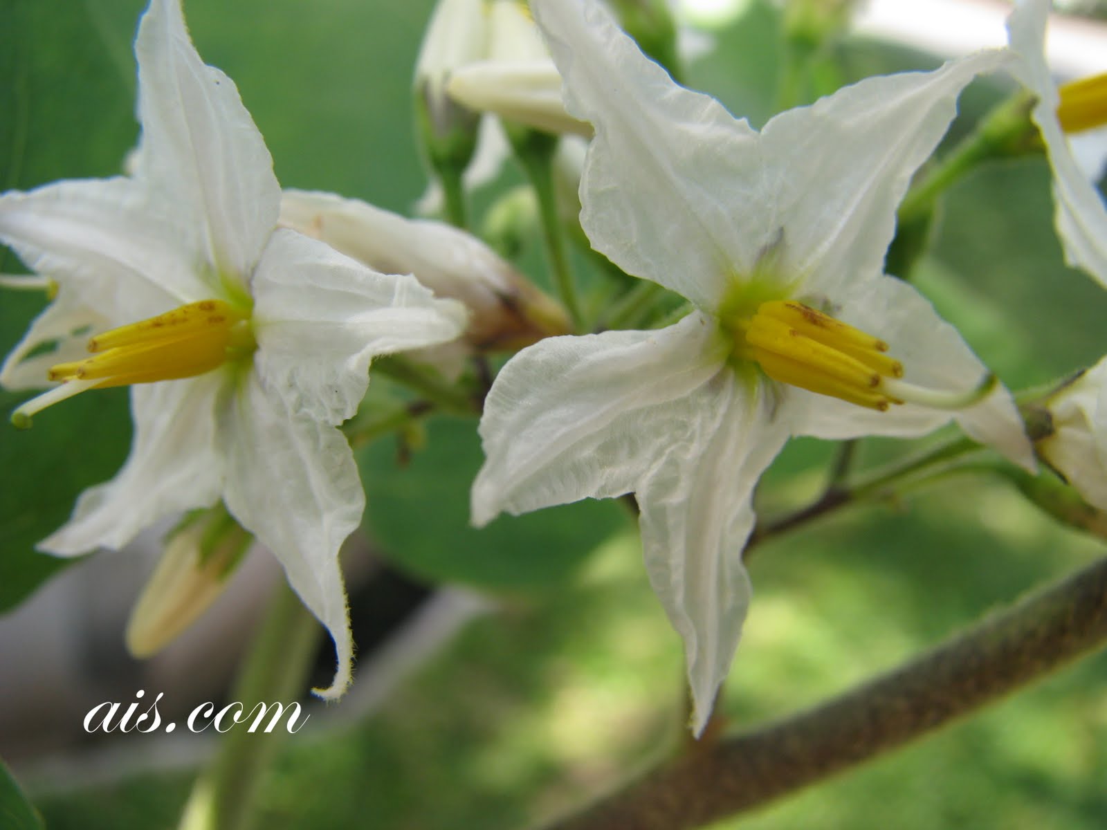 Dari Lensa Kelabu: BUNGA TERUNG