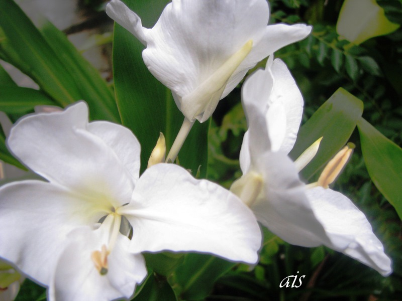 Dari Lensa Kelabu: BUNGA GANDASULI