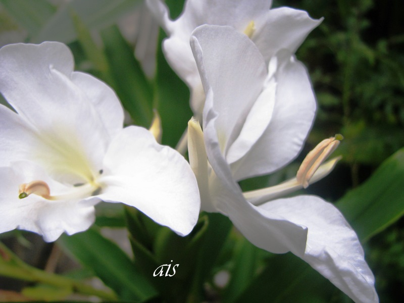 Dari Lensa Kelabu: BUNGA GANDASULI