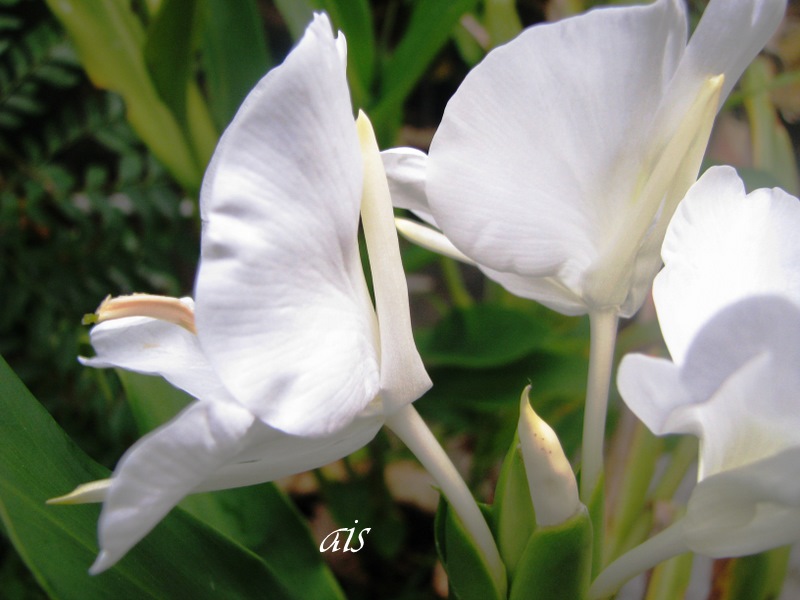 Dari Lensa Kelabu: BUNGA GANDASULI