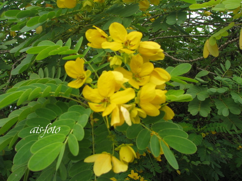 Dari Lensa Kelabu: BUNGA SENA MEKAH